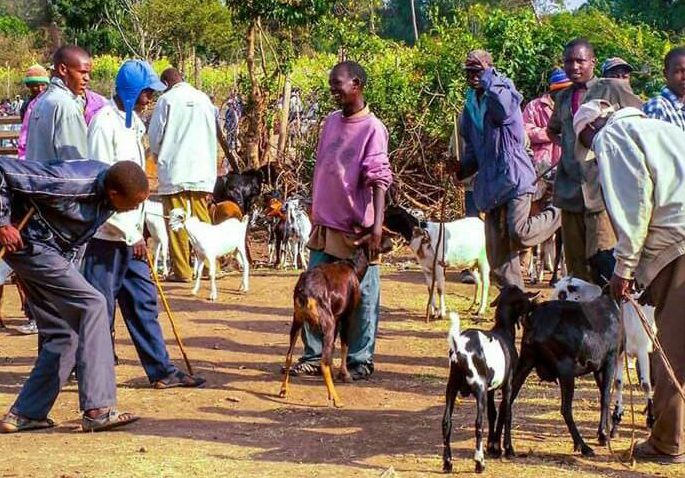 Zimbabwe goats for school fees draws ‘laughter’ « My Bulawayo