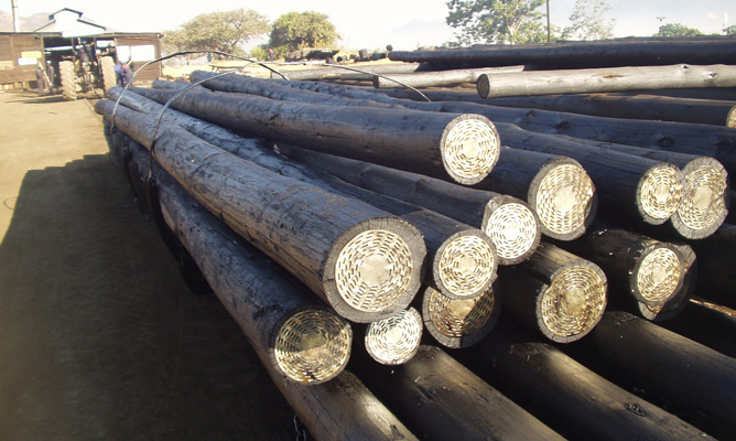 Border Timbers narrows loss « My Bulawayo